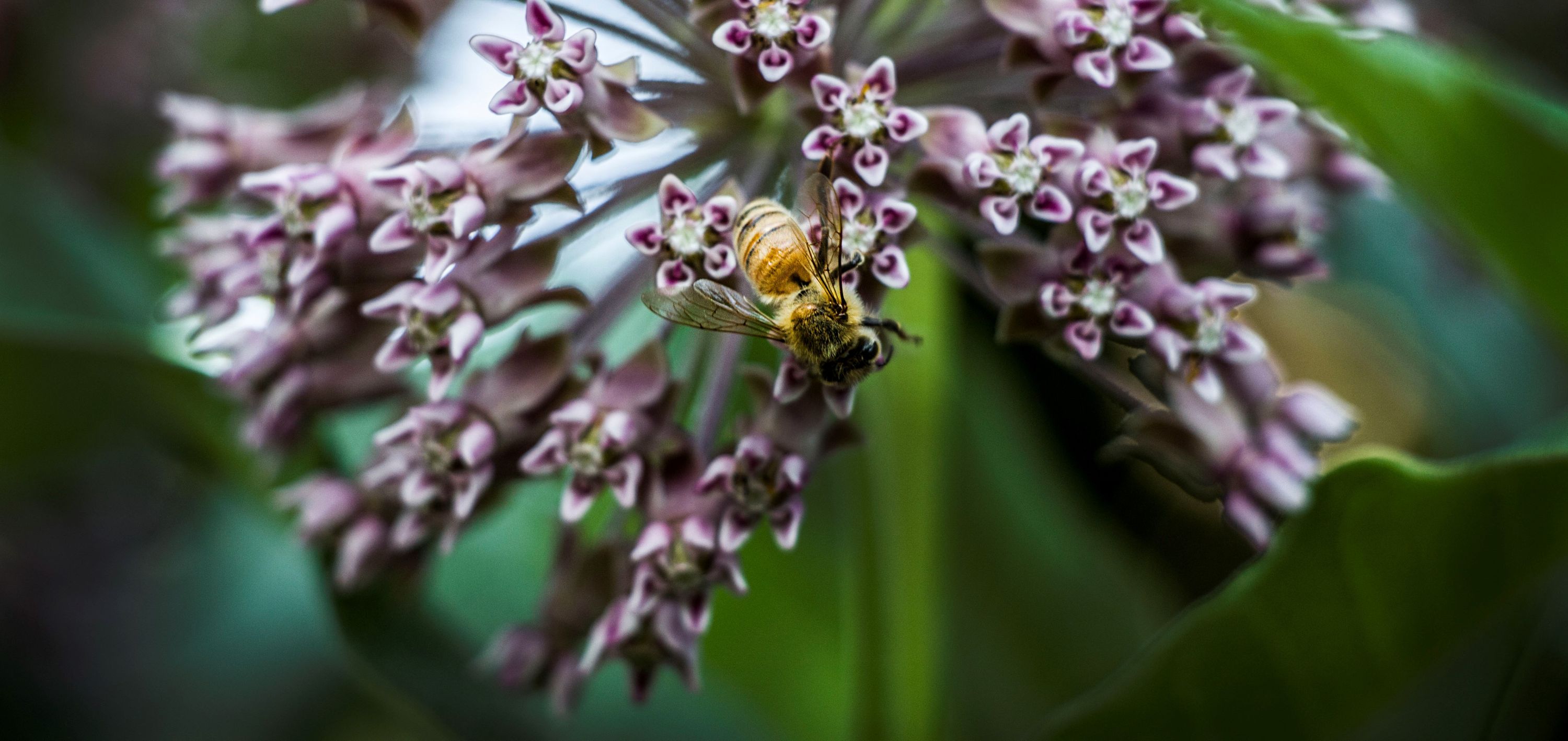 Home - Michigan Pollinator Initiative